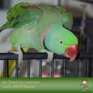 Using Positive Reinforcement To Solve Parrot Screaming | So Much PETential