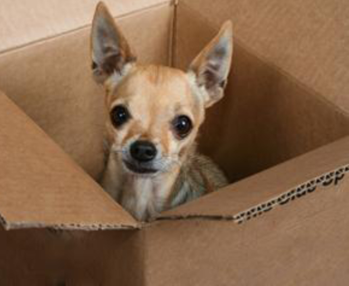 101 Things To Do In A Box game | So Much PETential