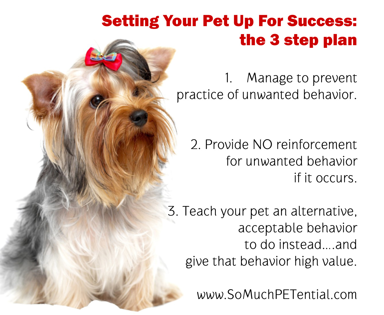 Three Steps To Solving Pet Behavior Problems | So Much PETential