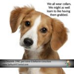 Teaching Dog To Like Collar Grabs | So Much PETential