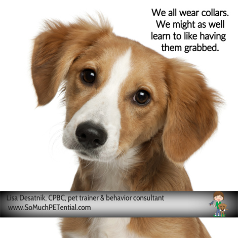 Teaching Dog To Like Collar Grabs | So Much PETential