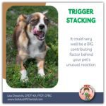 Trigger Stacking In Dogs | So Much PETential