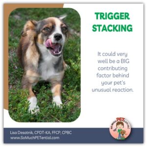 Trigger Stacking In Dogs | So Much PETential
