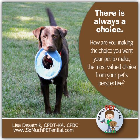 Dog Training Tip: It's About Choices | So Much PETential