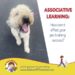 Associative Learning In Dogs And Parrots | So Much PETential